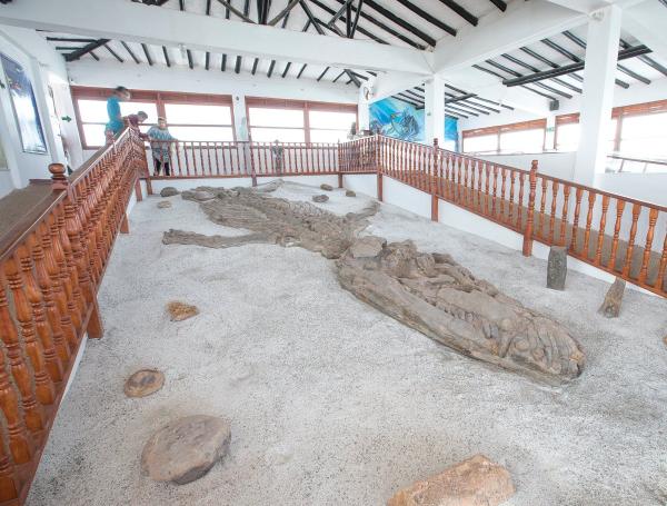 Fauna marina boyacense de hace millones de años