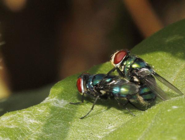 Estudio: cómo evolucionaron las alas de los insectos