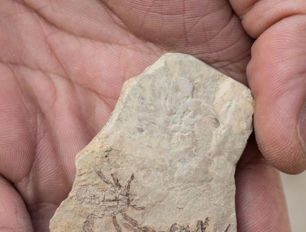 El increíble cangrejo prehistórico hallado en Colombia que arroja ...