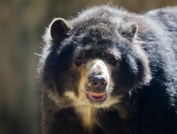 Historia del oso Chucho y el debate sobre derechos de los animales en ...