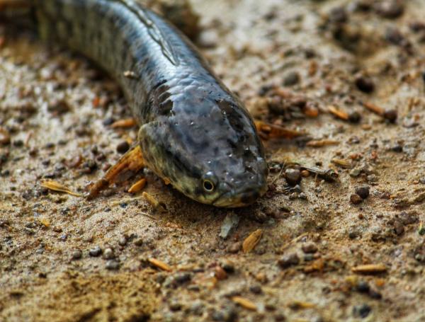 Fotos: pescaba en el río y sacó un raro pez invasor que aconsejan matar ...