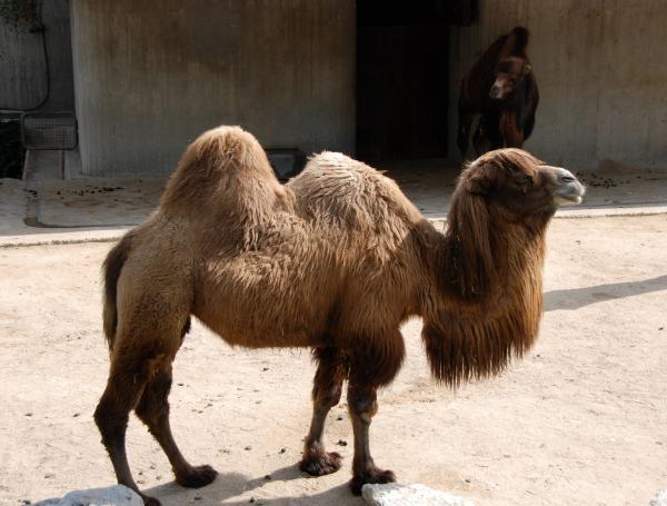 Camellos: ¿Dónde viven y de qué se alimentan los camellos?