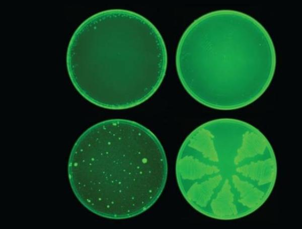 Descubren el más poderoso antibiótico conocido hasta ahora
