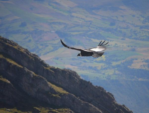 Chingaza: avistamiento de fauna silvestre y aves en su hábitat natural
