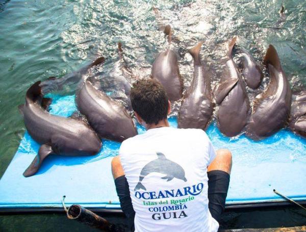 Los 5 zoológicos, acuarios y bioparques más famosos de Colombia