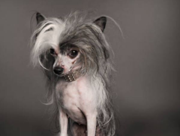 Mascotas: las razas de perros más raras y desconocidas del mundo | Animales