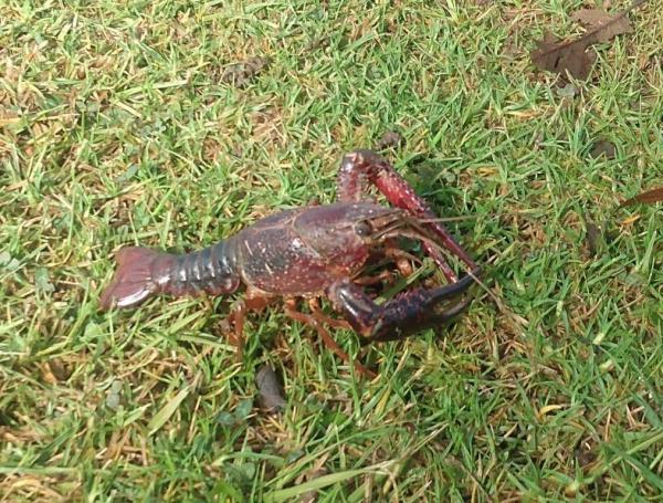 Langostilla de río: Un visitante exótico que puede afectar la salud de ...
