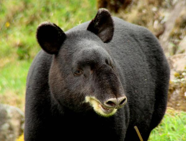 Danta de páramo y su cría recorren Huila, ¿qué hacer si los ve?