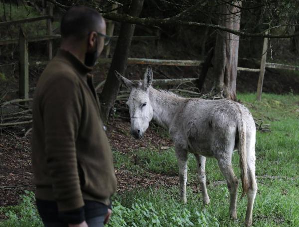 México: hay alerta por peligro de extinción de burros
