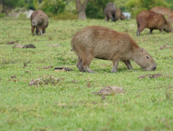 El Encanto de Guanapalo: conozca la reserva natural en el llano colombiano