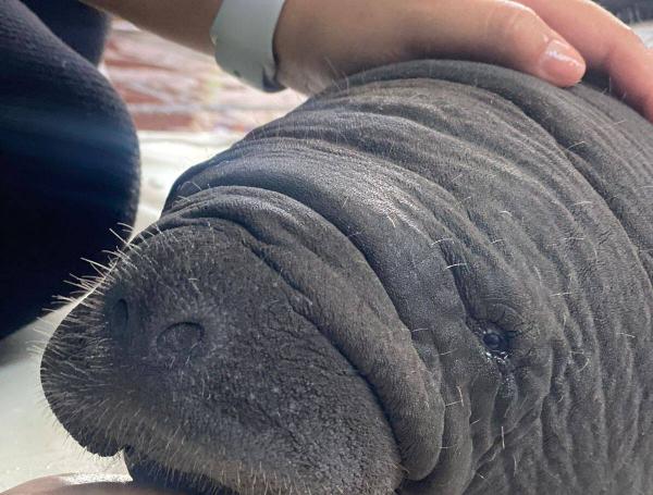 La historia de Tasajerito: el bebé manatí rescatado en el Magdalena