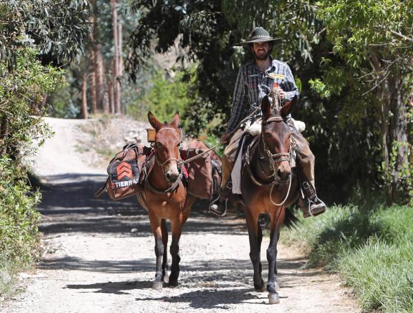 Mula: ¿Por qué no puede tener hijos?