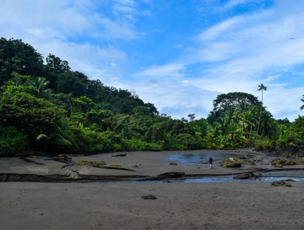 Nuquí: consejos para visitar el municipio de Chocó y ver ballenas jorobadas