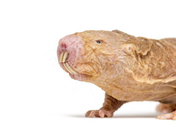 Esto es un ratopín, una rata calva que puede vivir 18 minutos sin oxígeno