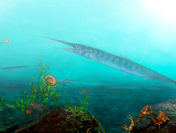 Candelarihynchus padillai: el fósil que descubrió un niño de 10 años
