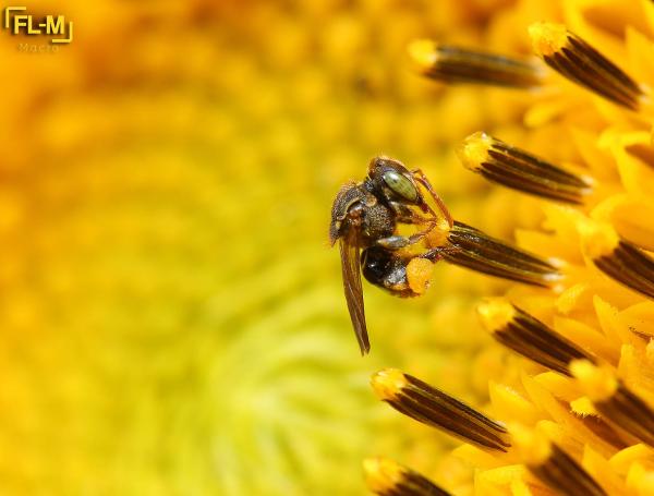¿Qué hacer si a su mascota la picó una abeja?: La observación constante ...