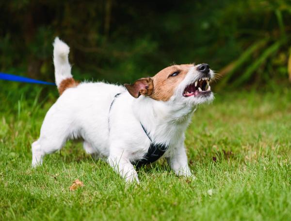 Cómo identificar un perro agresivo: veterinario explica señales de ...