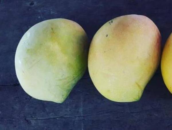 El mango: la tarea pendiente de la cocina colombiana