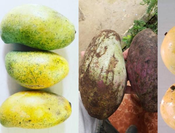 El mango: la tarea pendiente de la cocina colombiana