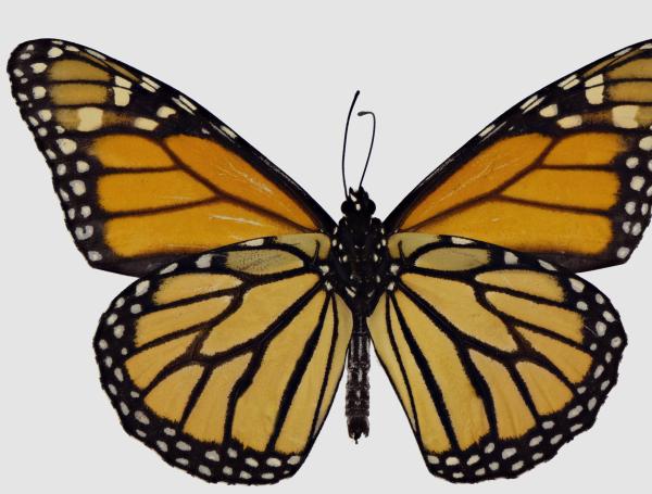 El estudio de una colombiana sobre alas de mariposas portada de Science