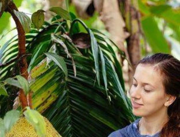 Yaca: beneficios de la fruta