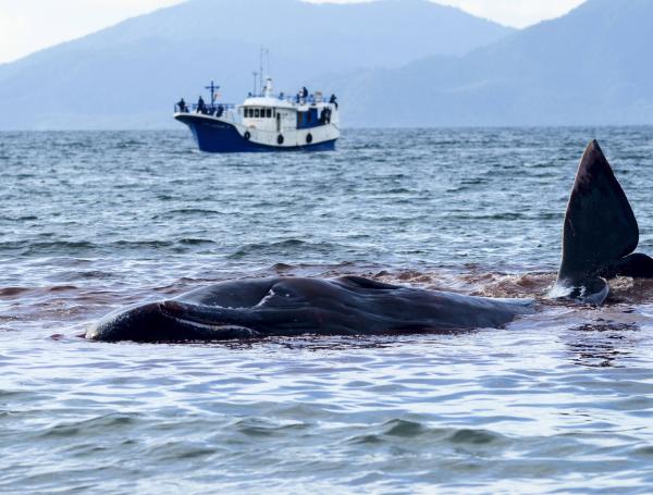 Ballenas: la razón científica por la que explotan al morirse