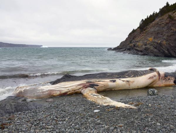 Ballenas: la razón científica por la que explotan al morirse