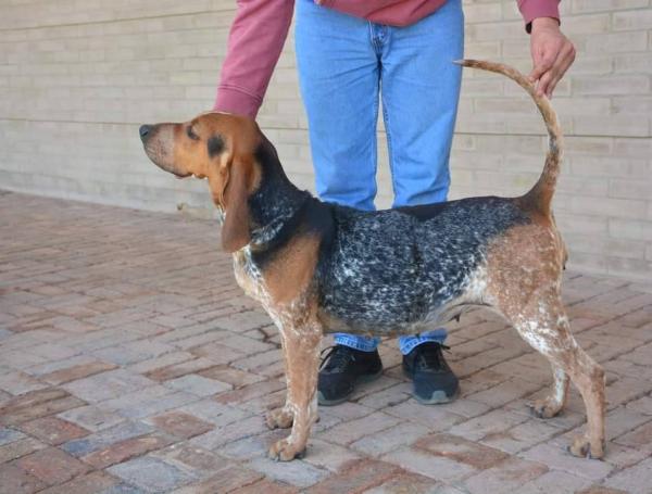 Razas de perros: sabueso fino, la única raza originaria de Colombia