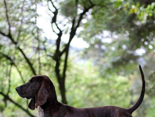 Razas de perros: sabueso fino, la única raza originaria de Colombia