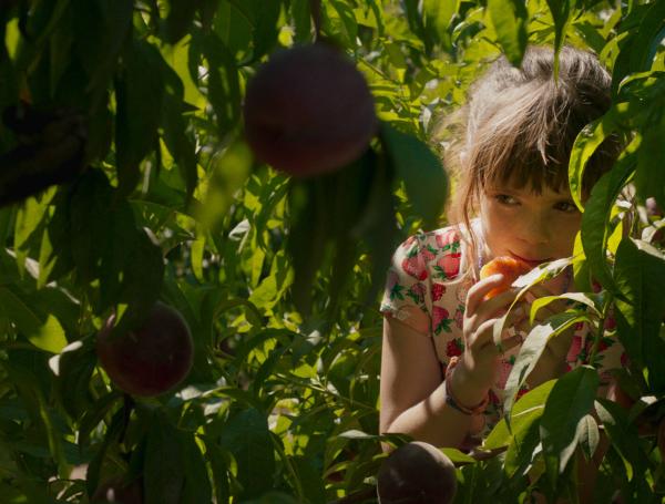 ‘Alcarràs: la película de una familia que no se deja sacar de su tierra