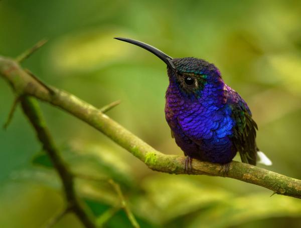 Destrucción del hábitat y brujería, amenazan al colibrí en México