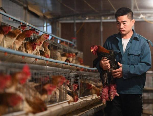 Pollo de dragón: así son sus patas que cuestan una millonada en Vietnam