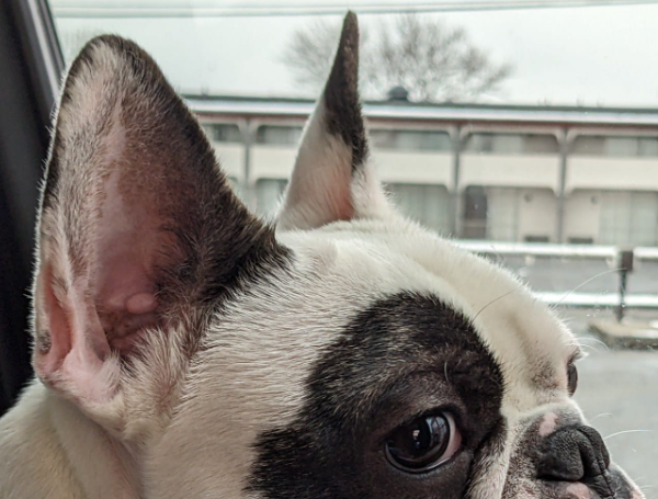 Refugio para animales en EEUU hizo un singular anuncio sobre un perro