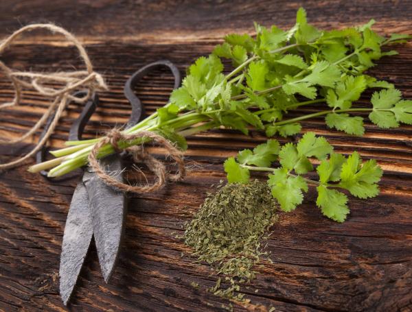 Los devotos de la raíz del cilantro: ¿qué beneficios tiene para su ...