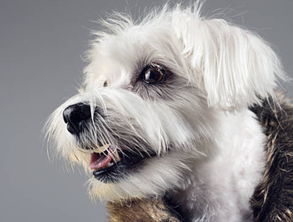 Bichón maltés: características y cuidados de esta pequeña raza de perros