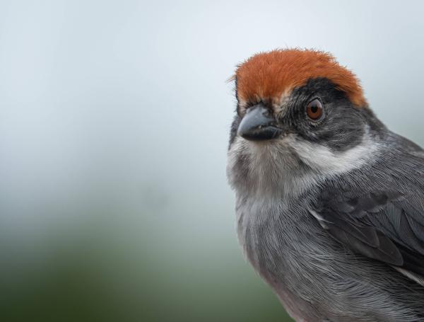 Buscan al Montañerito Paisa, un pájaro en peligro crítico de extinción