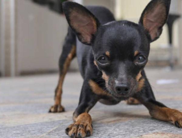 ¿Cómo saber si mi Pinscher miniatura es puro?