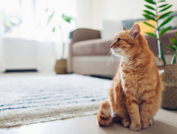 ¿Qué significa soñar con gatos?