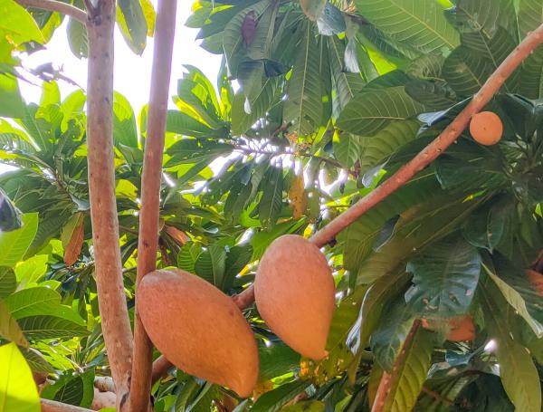 Zapote: ¿qué es el zapote y para qué sirve?