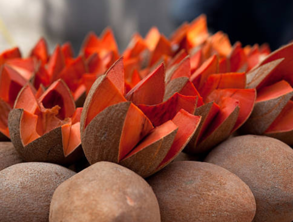 Zapote: ¿cuántas clases de zapote hay en Colombia?