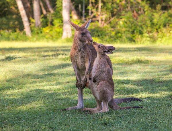 Canguros: ¿Qué tan fuerte es un canguro?