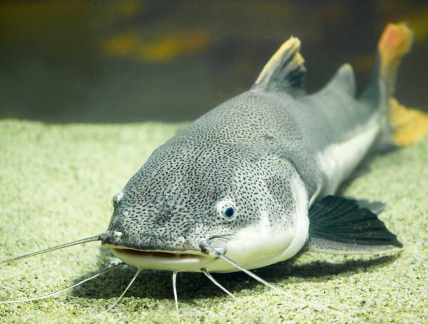 Pescados del mar: ¿cuáles son los peces más comunes en Colombia?