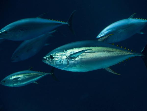 Pescados del mar: ¿cuáles son los peces más comunes en Colombia?