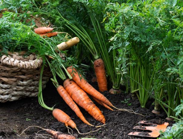 ¿Qué es el falcarinol que está en las zanahorias y sirve contra el cáncer?
