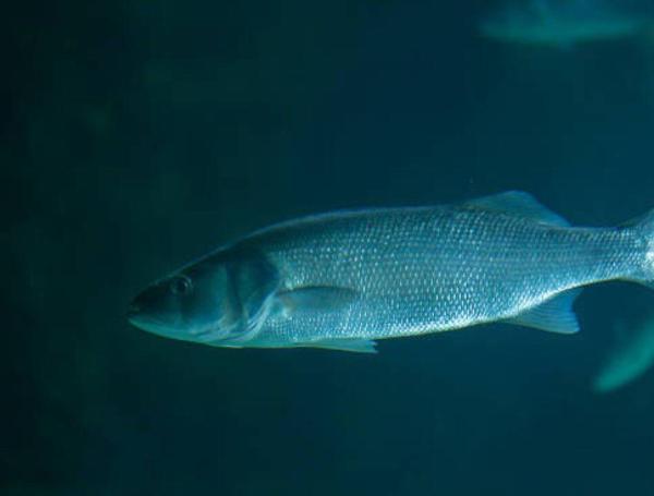 Pescados de mar: ¿cómo se llama el pescado Lisa en Colombia?