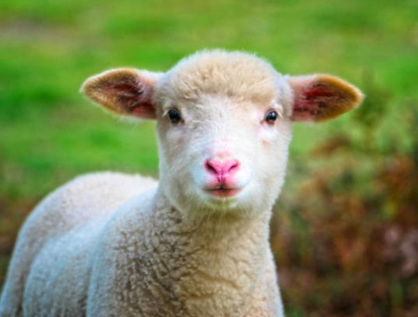 Cordero: ¿qué beneficios tiene el sebo de este animal?