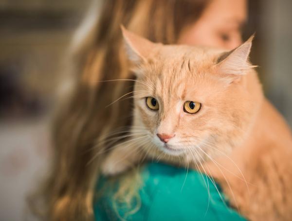 ¿Cómo es el asma en los gatos, los síntomas y su tratamiento?