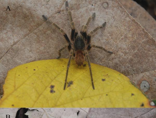 La expedición de científicos que se adentró a buscar tarántulas en la ...