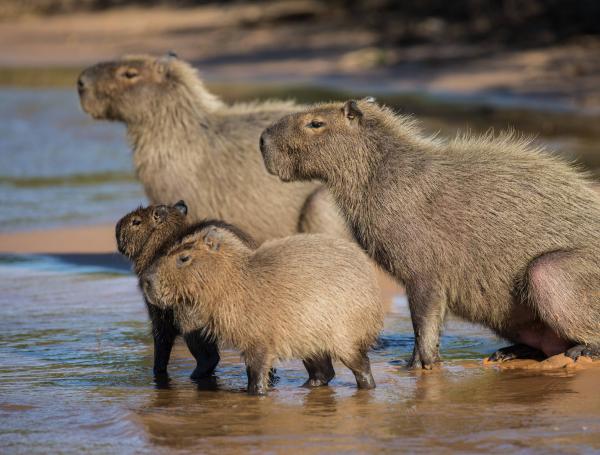 Chiguiro o capibara: las curiosidades sobre este roedor gigante