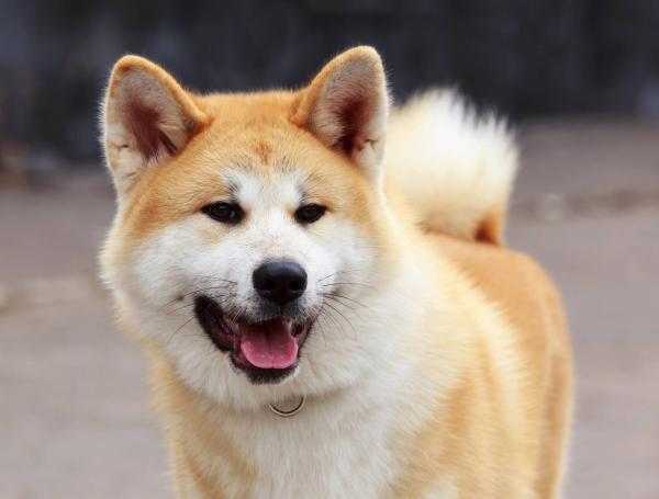 Hachiko: 100 años de la historia del popular perro conocido por su lealtad